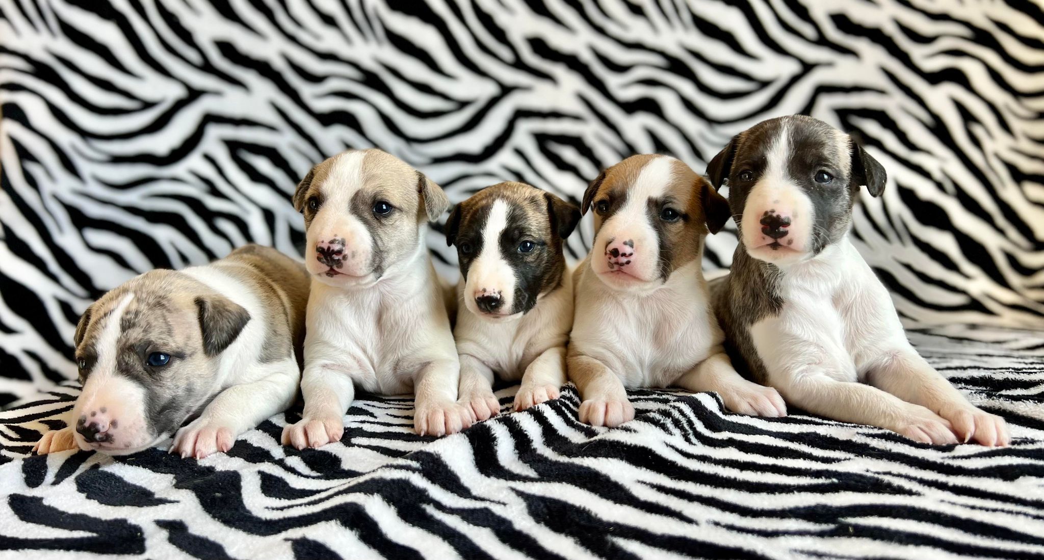 Welcome to BarTin Whippets! - BarTin Whippets