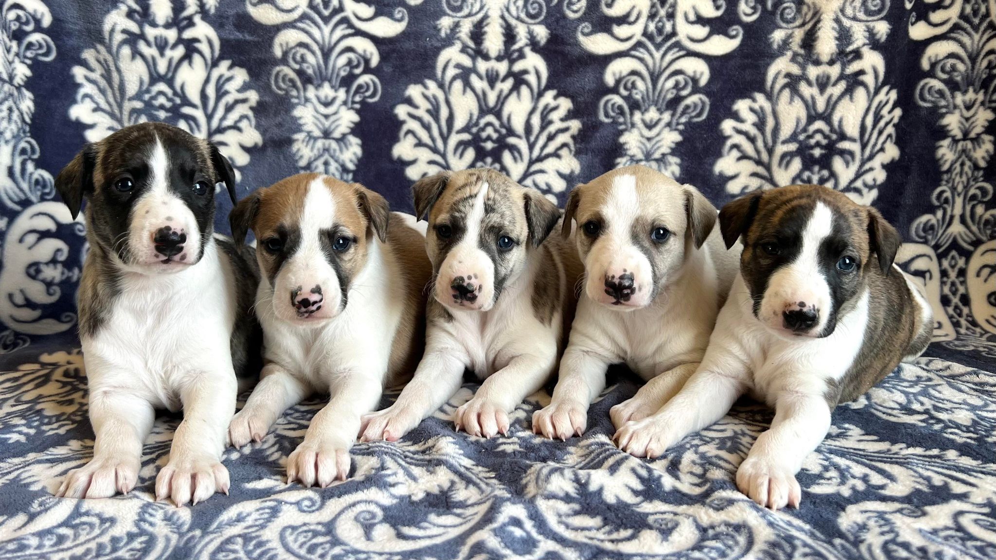 Welcome to BarTin Whippets! - BarTin Whippets